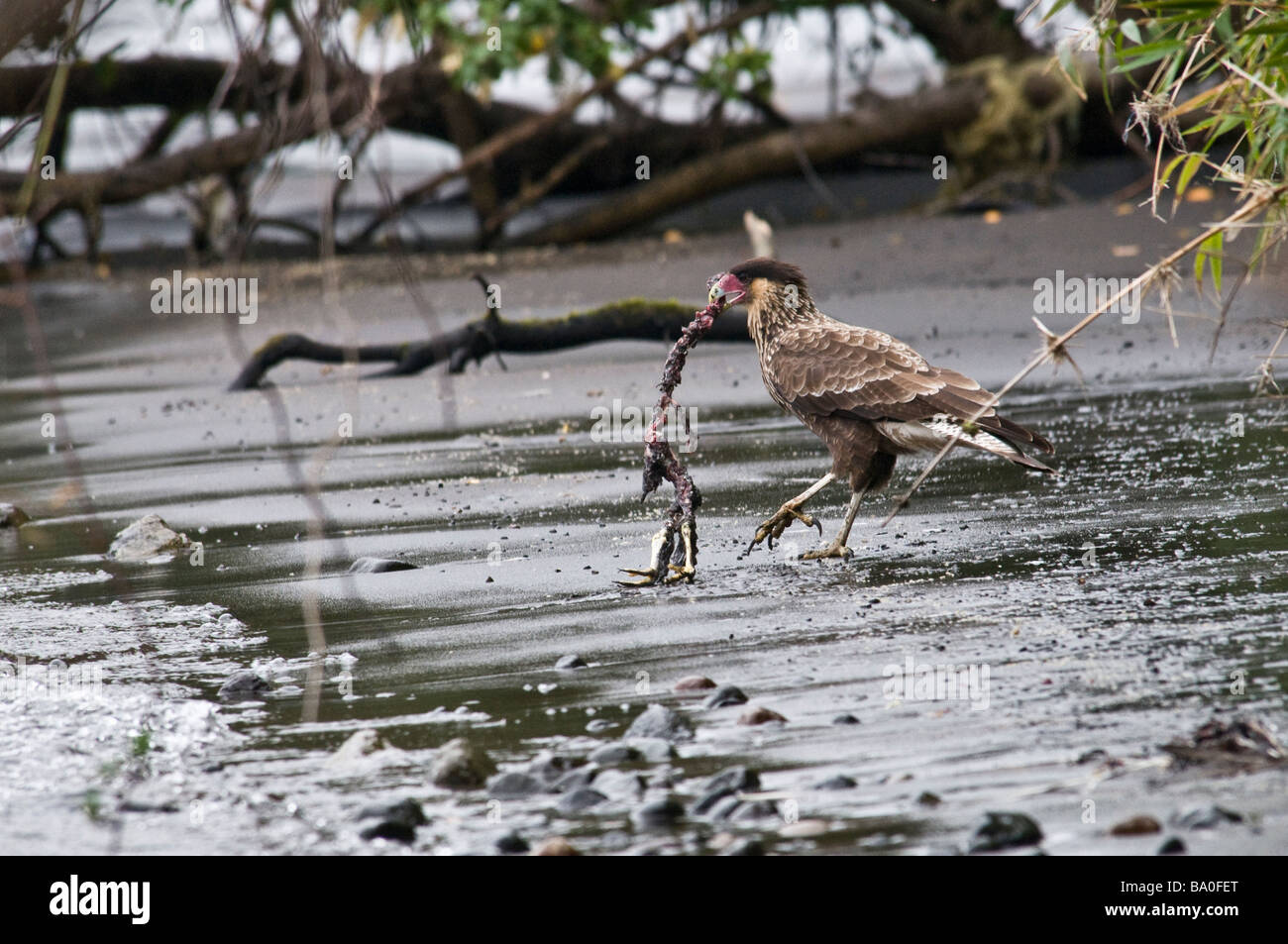 Llanquihue bird hi-res stock photography and images - Alamy