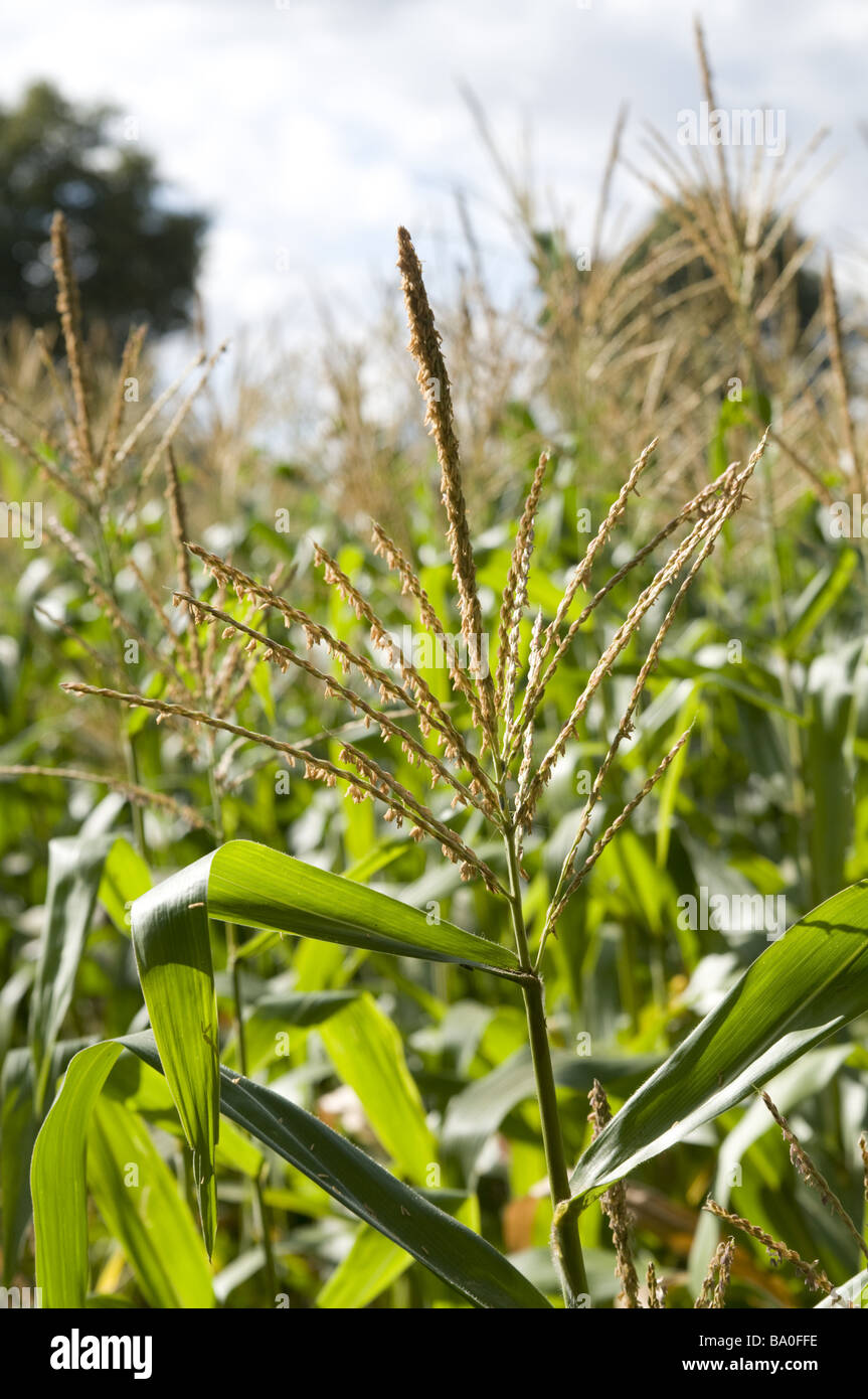 Corn field in detail hi-res stock photography and images - Alamy
