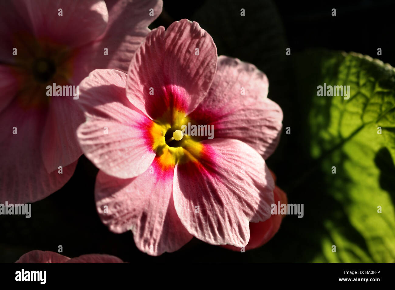 Distinctive two colour Bloom of Primrose Primulaceae Family in macro or ...