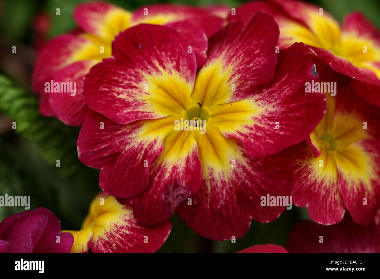A two coloured Flower Variety of Primrose variety Miranda shows close ...