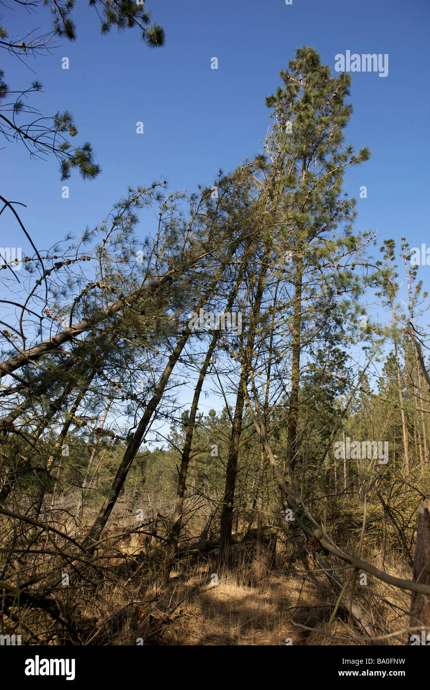 Wareham Forest Dorset Stock Photo - Alamy