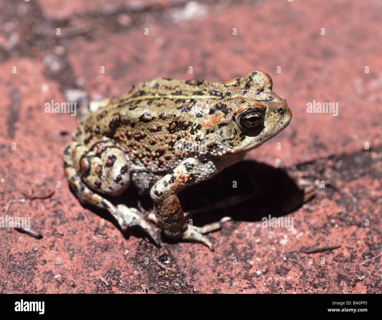 Western toad Bufo boreas in backyard garden San Francisco California ...