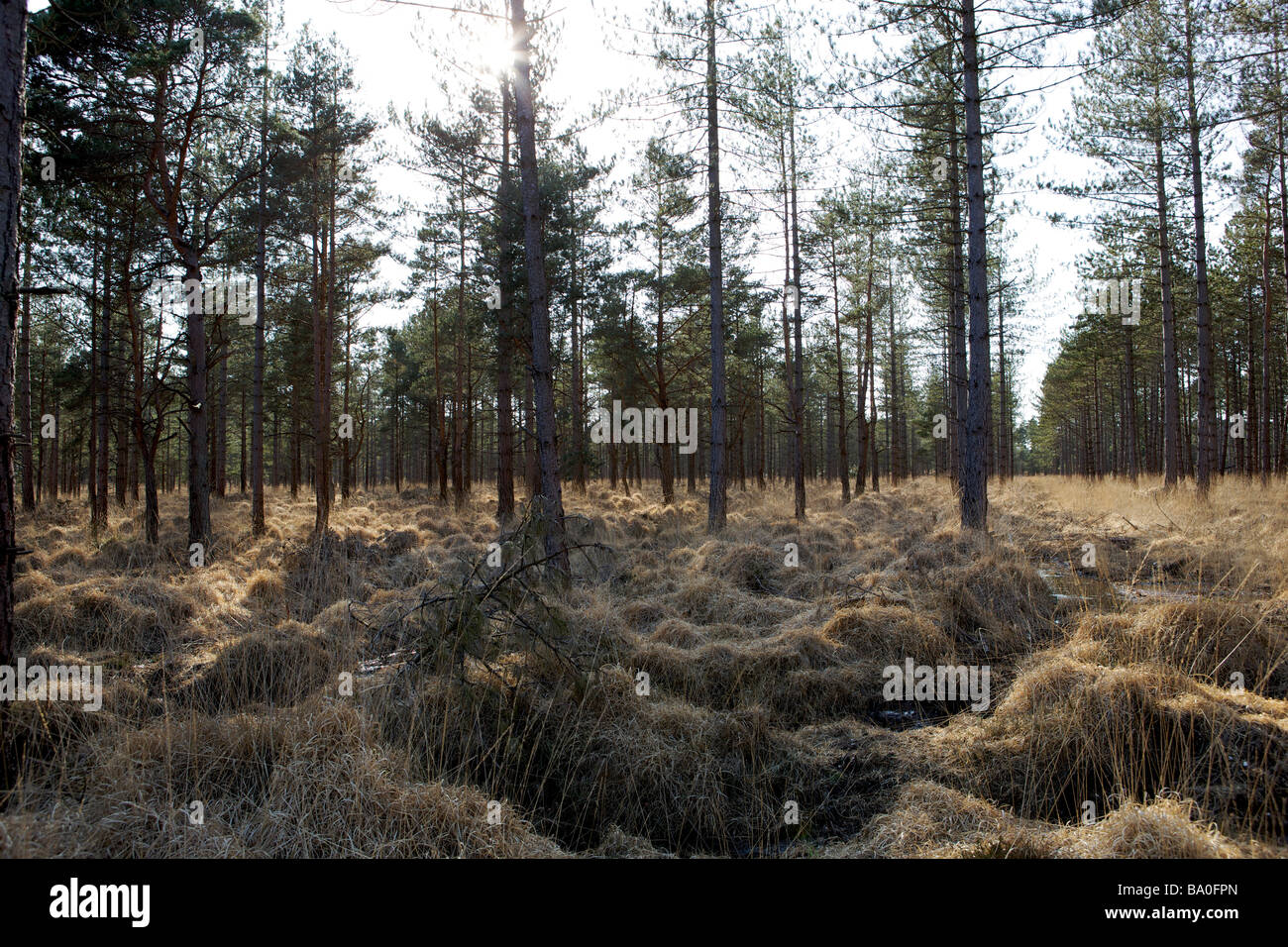 Wareham Forest Dorset Stock Photo - Alamy