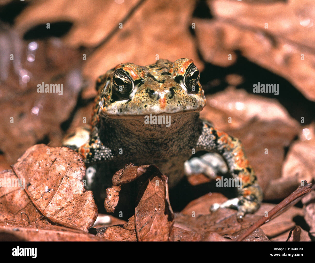 Western toad Bufo boreas in backyard garden San Francisco California USA Stock Photo - Alamy