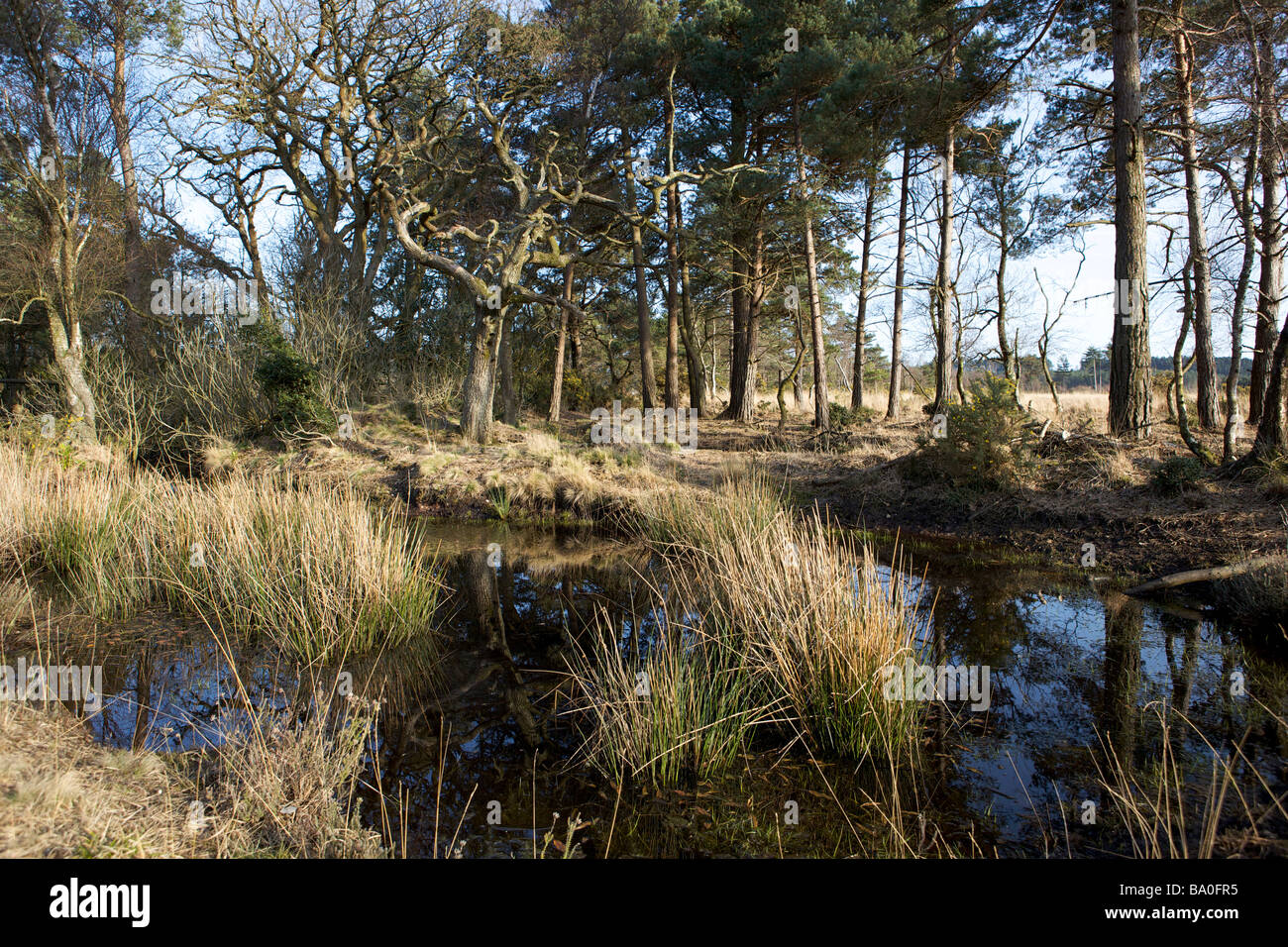 Wareham Forest Dorset Stock Photo - Alamy