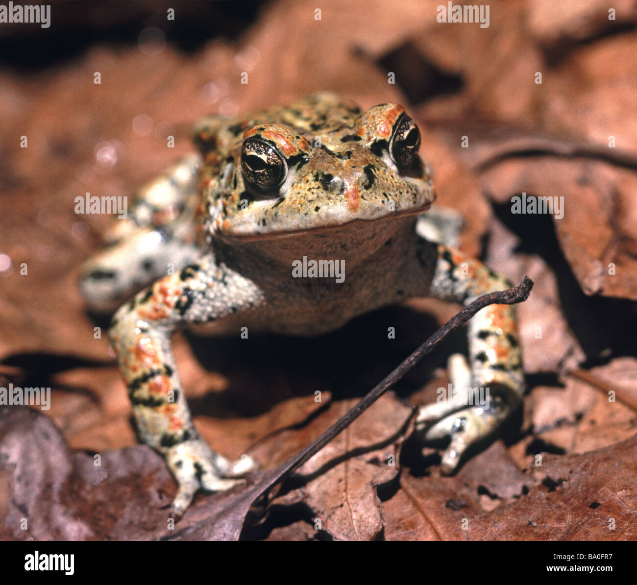 Western toad Bufo boreas in backyard garden San Francisco California ...