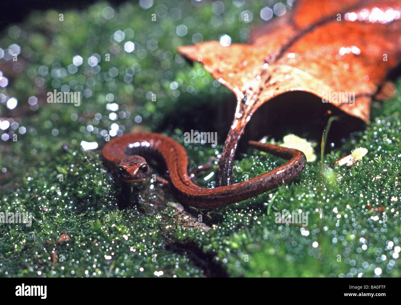 California slender salamander Batrachoseps attenuatus in San Francisco ...