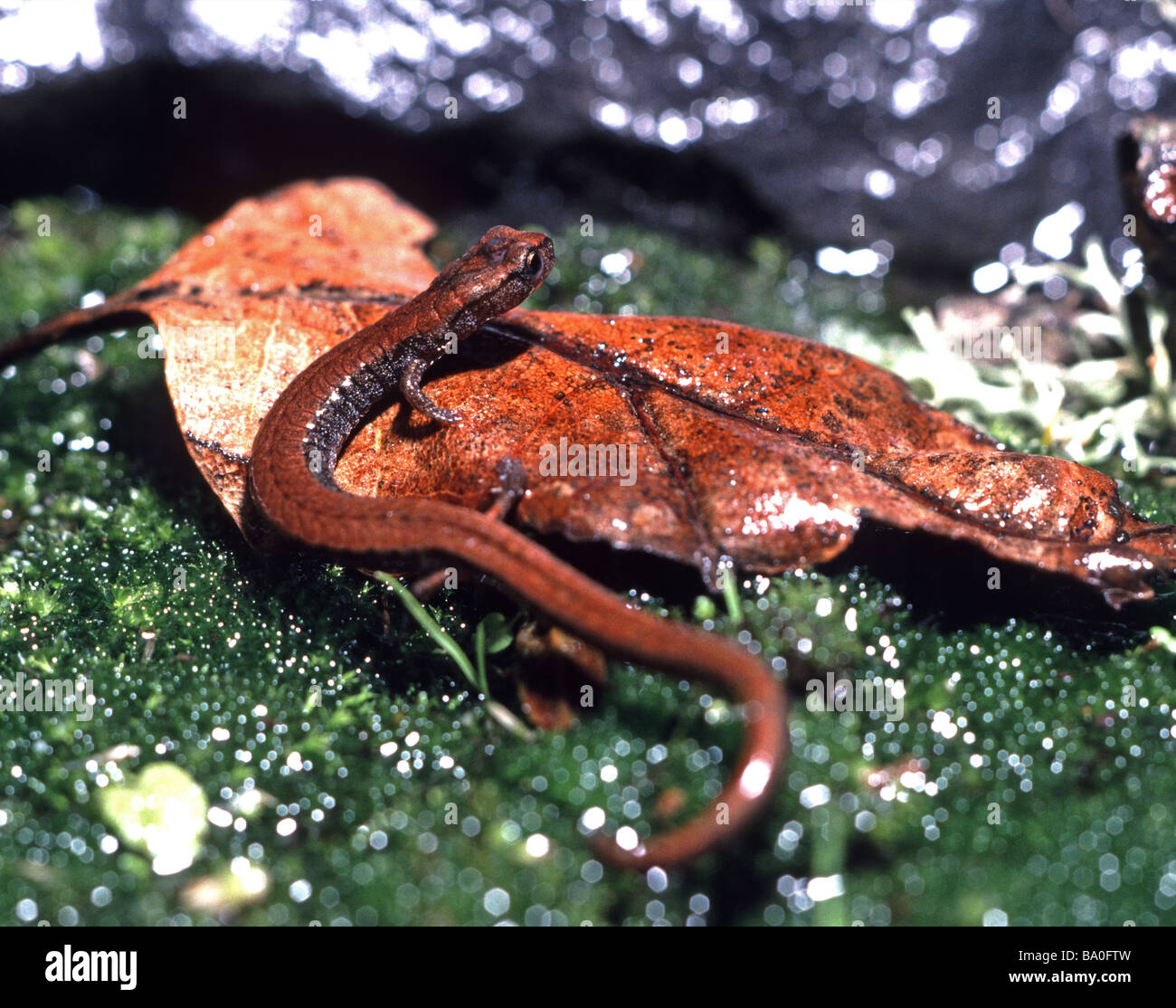 Slender salamanders hi-res stock photography and images - Alamy