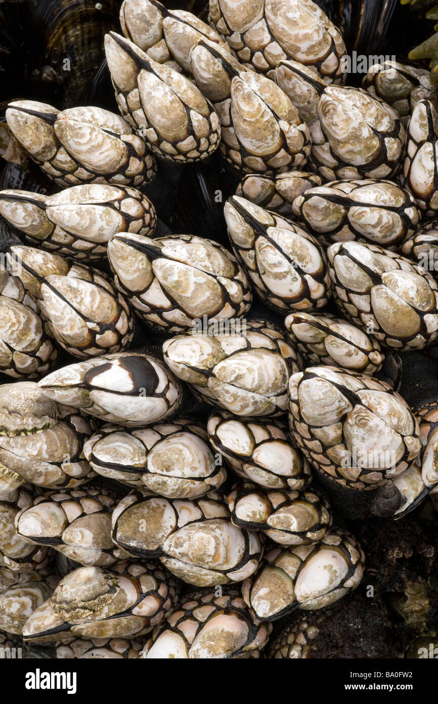 Barnacles - Salt Creek Recreation Area - Washington Stock Photo - Alamy