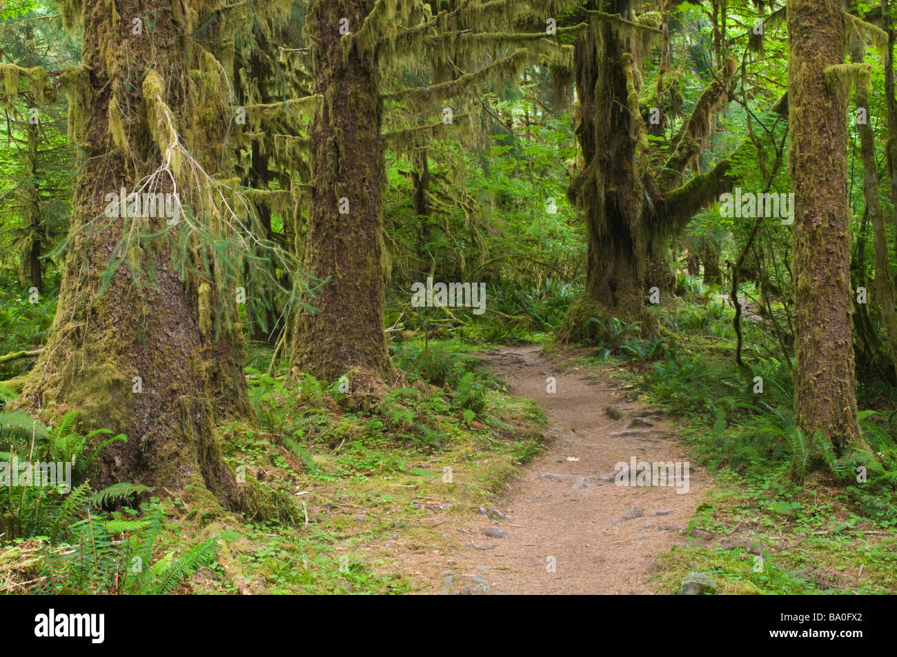The Hoh rainforest floor and trail Olympic National Park Washington USA ...