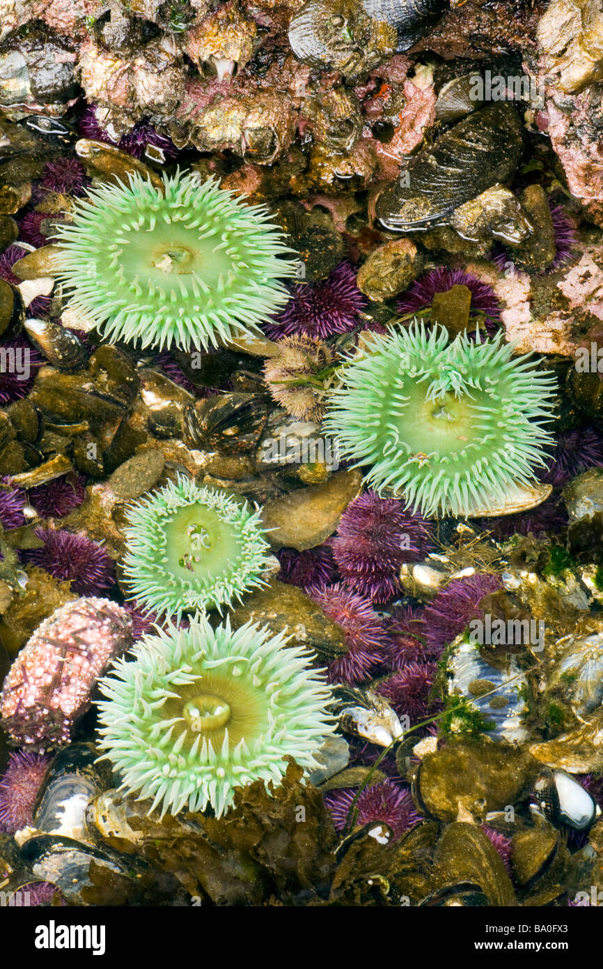 Salt creek recreation area washington hi-res stock photography and ...