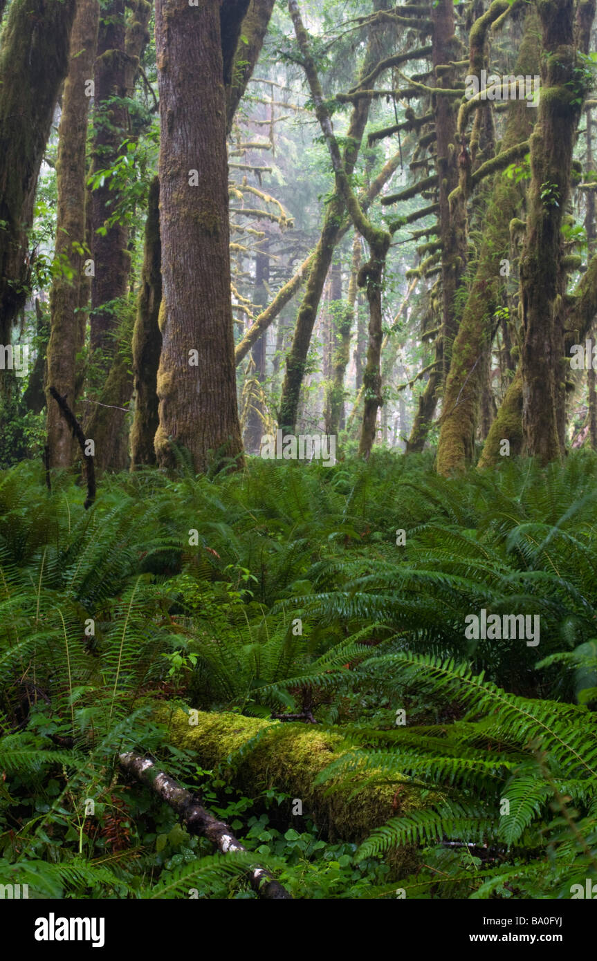 quinault-rainforest-olympic-national-park-washington-usa-stock-photo