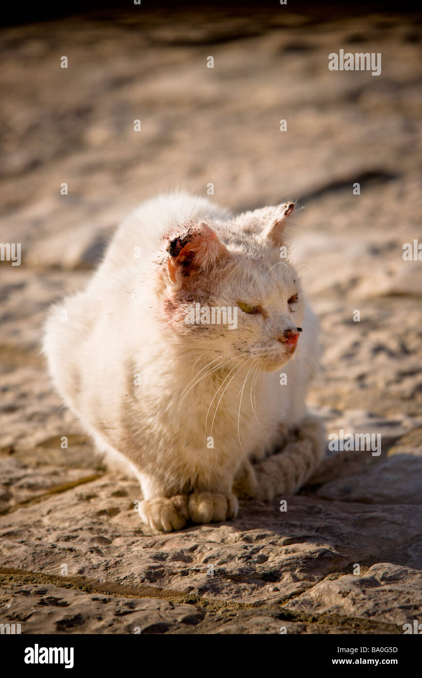 Israeli street fighting cats Stock Photo - Alamy