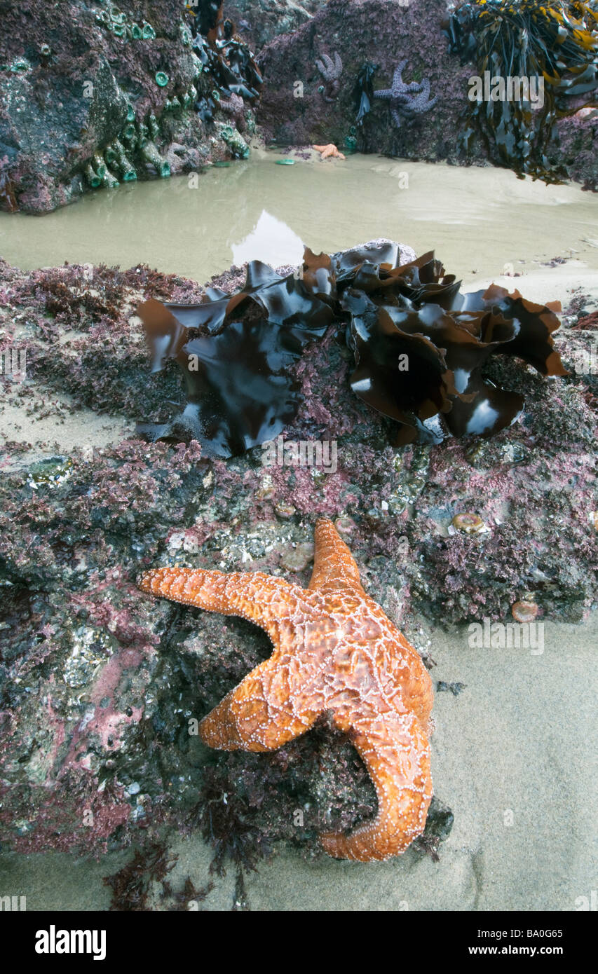 Tide pool creatures Oregon USA Stock Photo - Alamy