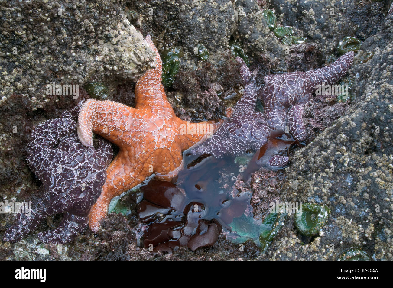 Tide pool creatures Oregon USA Stock Photo - Alamy
