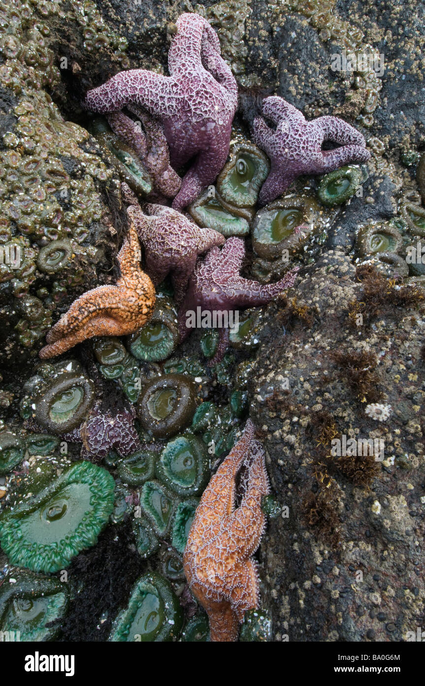 Tide pool creatures hi-res stock photography and images - Alamy