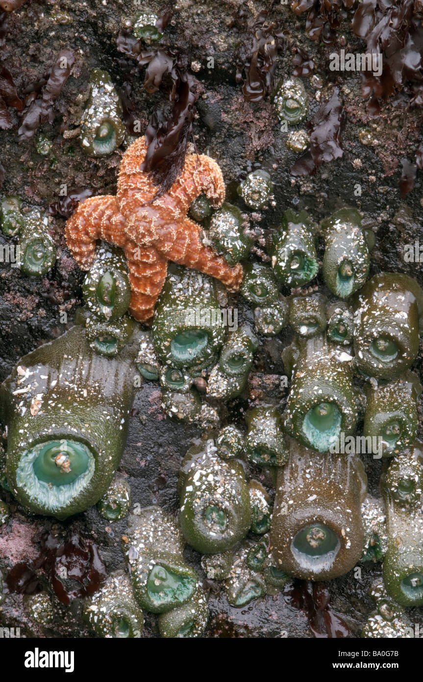 Tide pool creatures Oregon USA Stock Photo - Alamy