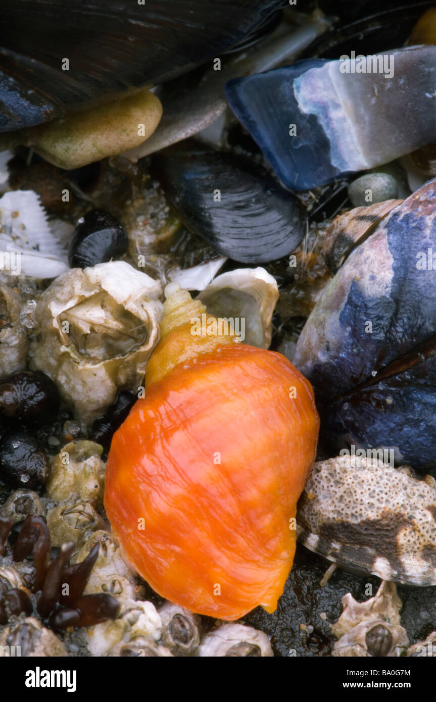 Tide pool creatures Oregon USA Stock Photo - Alamy