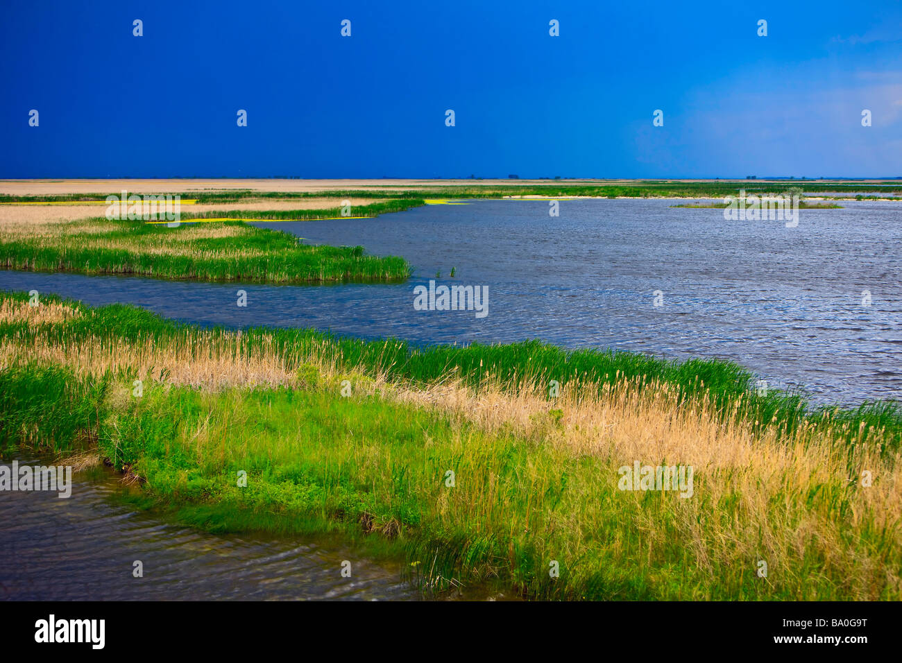 Oak hammock marsh hi-res stock photography and images - Alamy