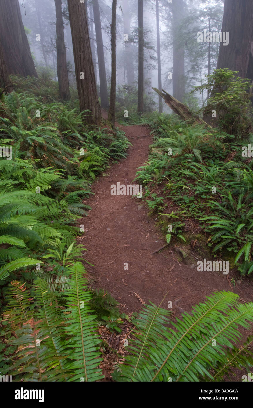 Path through the giant redwood trees shrouded in fog Redwood National ...