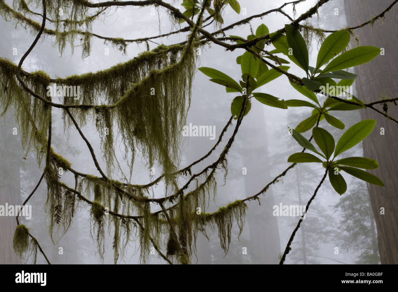 Giant redwood trees shrouded in fog Redwood National Park California ...