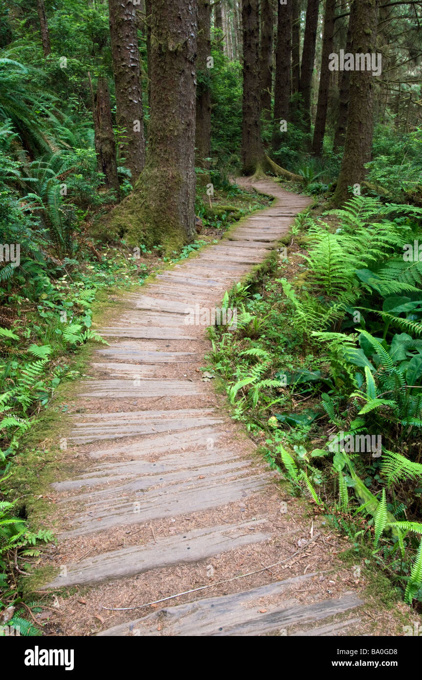 Path through the giant redwood trees in Fern Canyon Redwood National ...