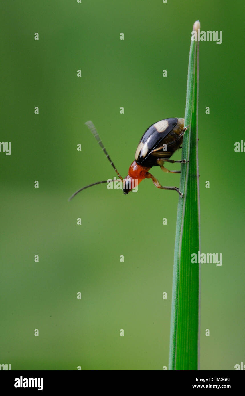 Some Bug on Grass blade Stock Photo - Alamy