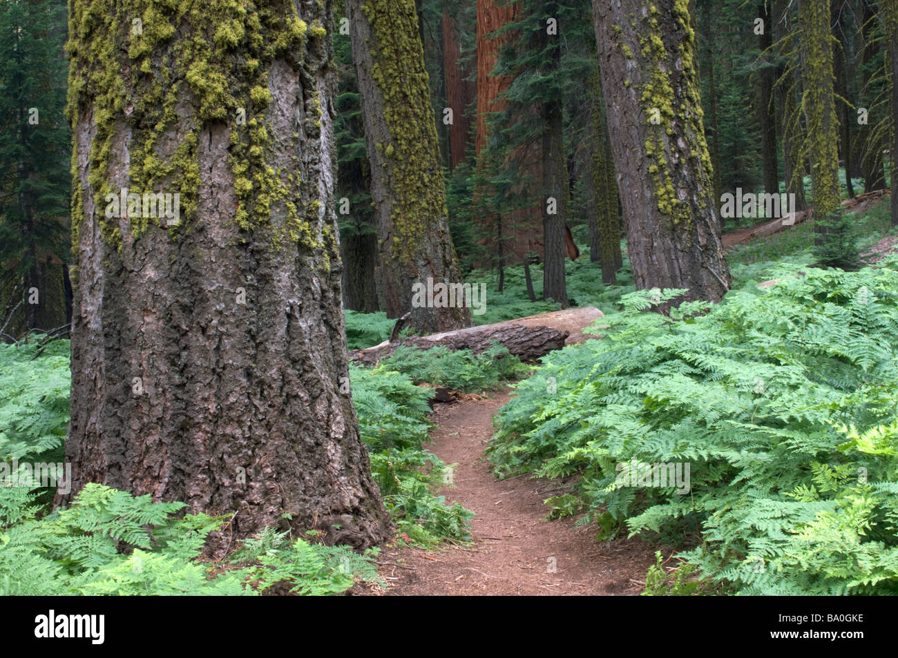 Giant Sequoia trees in the forest Sequoia and Kings Canyon National ...