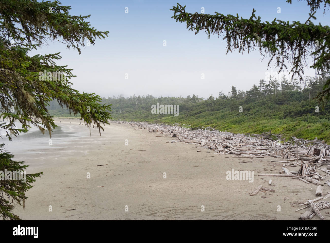Long Beach with Driftwood - Pacific Rim National Park, Vancouver Island ...