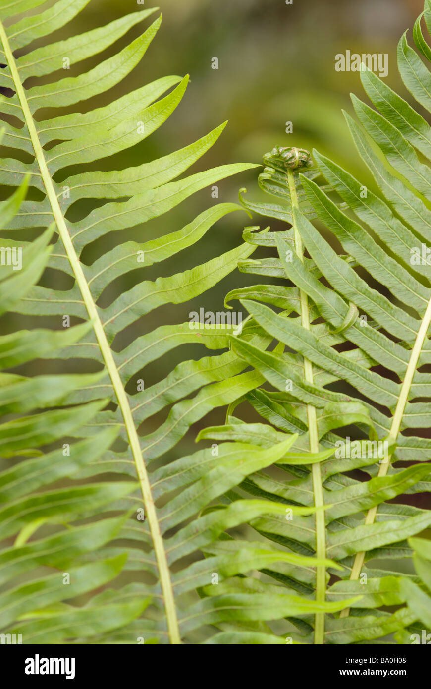 BLECHNUM NUDUM FISHBONE WATER FERN Stock Photo - Alamy