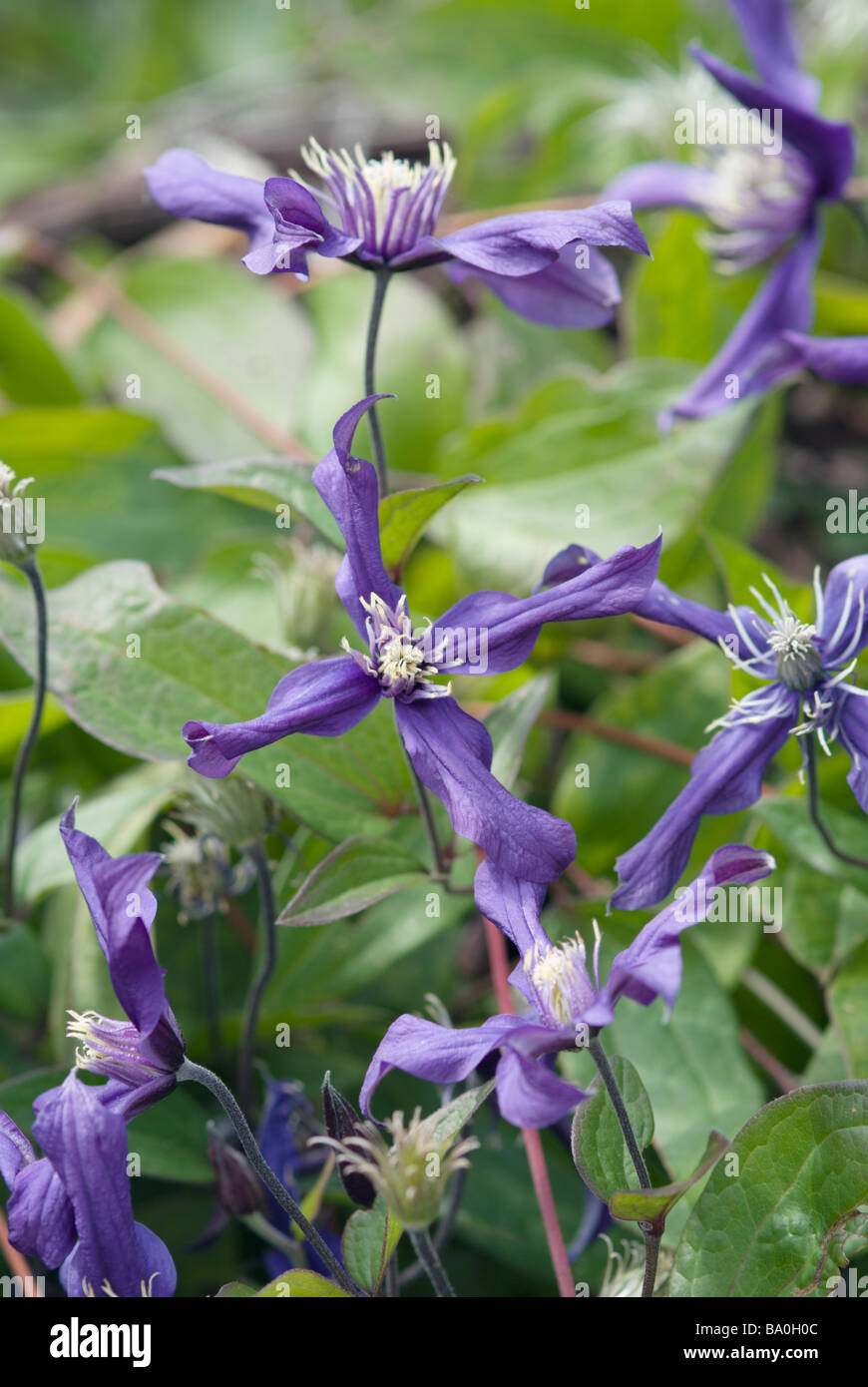 Dwarf deciduous perennials hi-res stock photography and images - Alamy