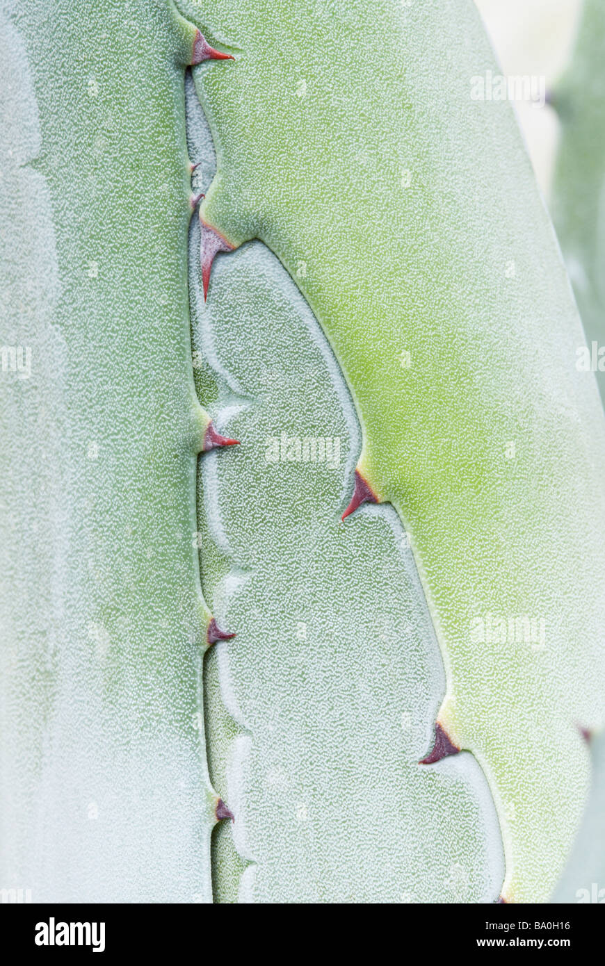 Defensive spikes hi-res stock photography and images - Alamy