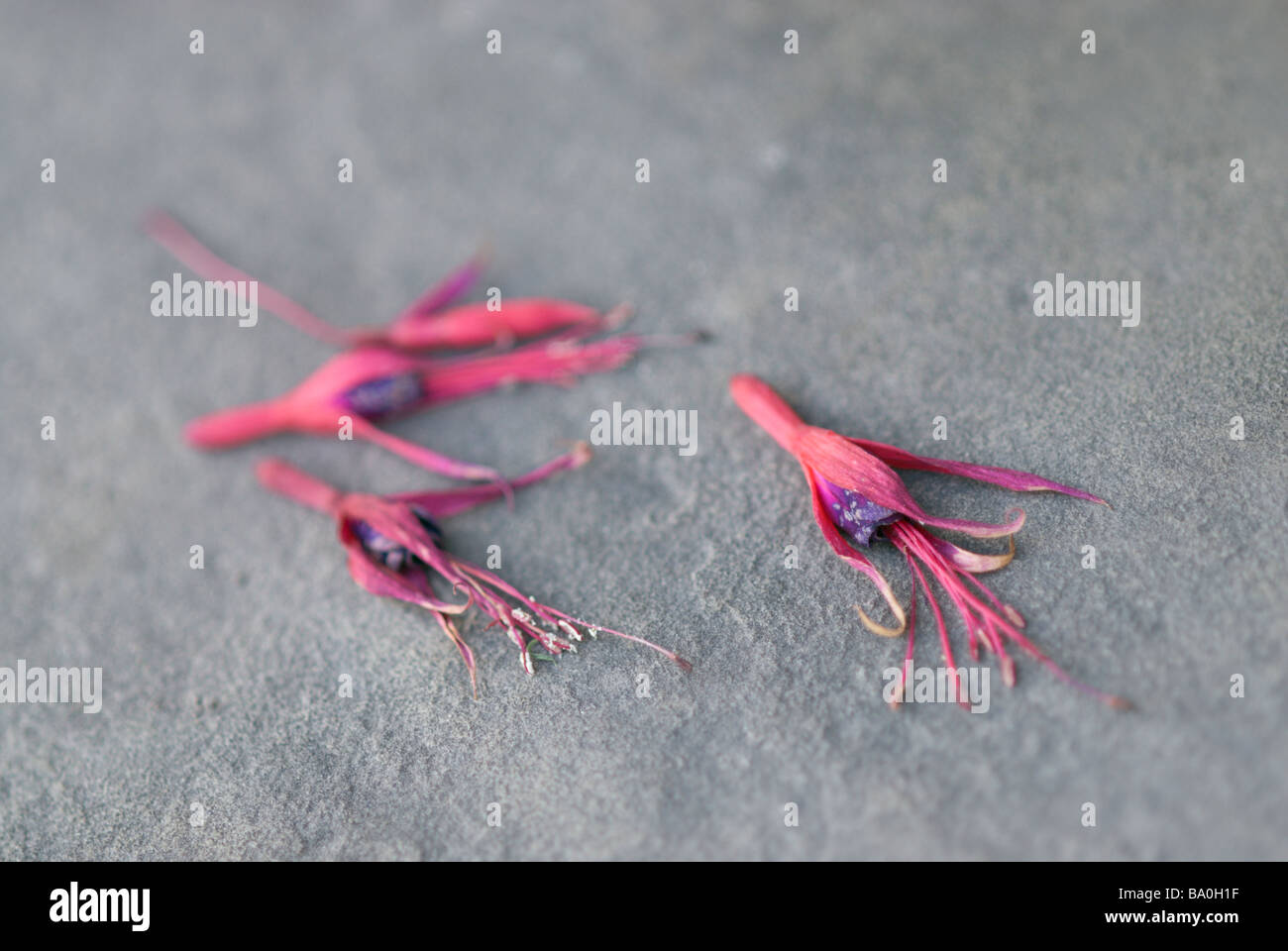 FUCHSIA MAGELLANICA VARIEGATA FALLEN FLOWERS Stock Photo - Alamy