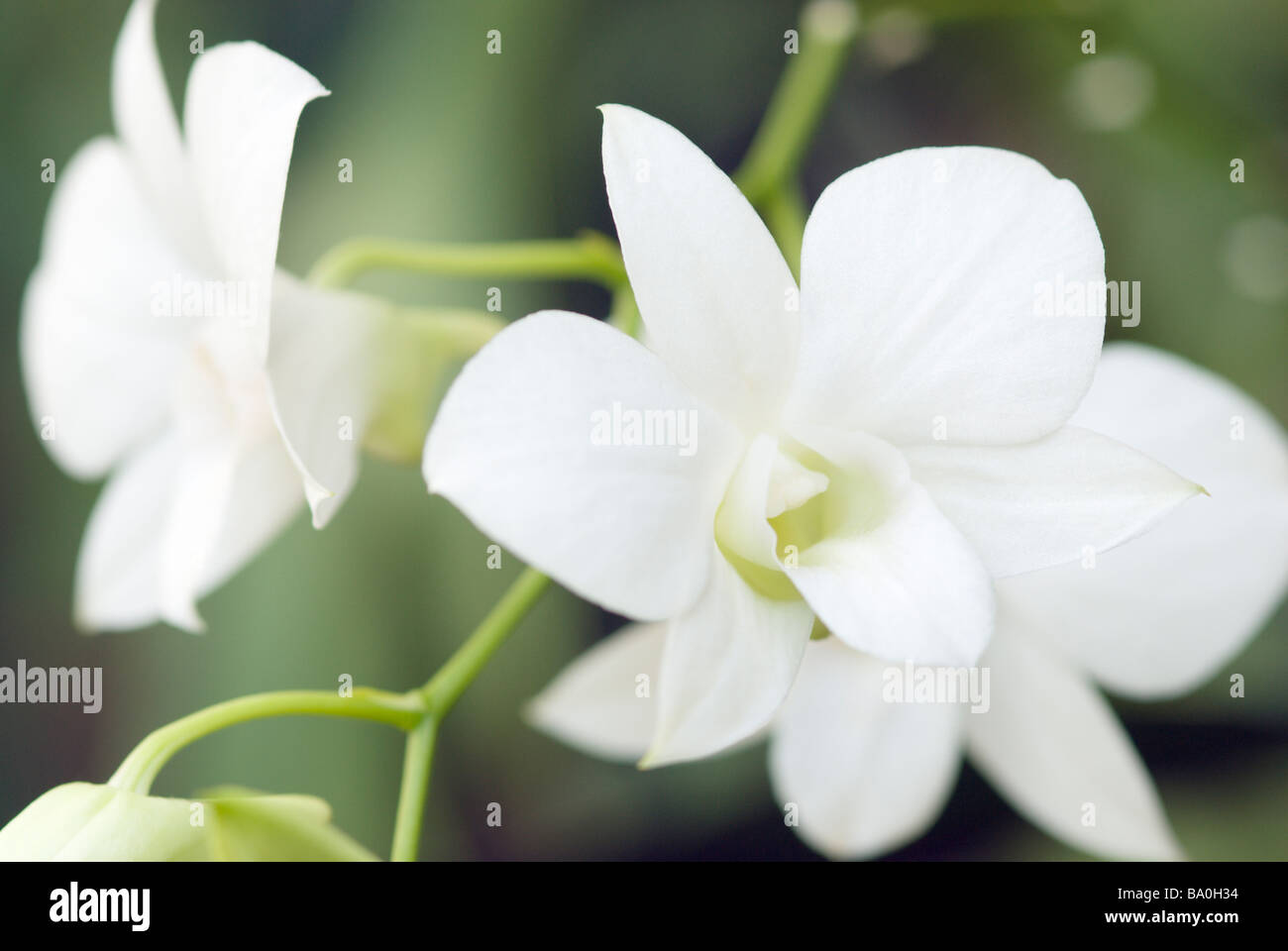 Dendrobium orchids white hi-res stock photography and images - Alamy