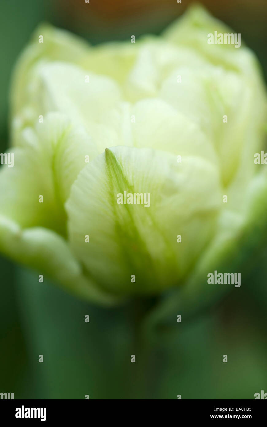 CLOSE UP OF TULIPA VERONA DETAIL CREAM DWARF DOUBLE EARLY TULIP Stock ...