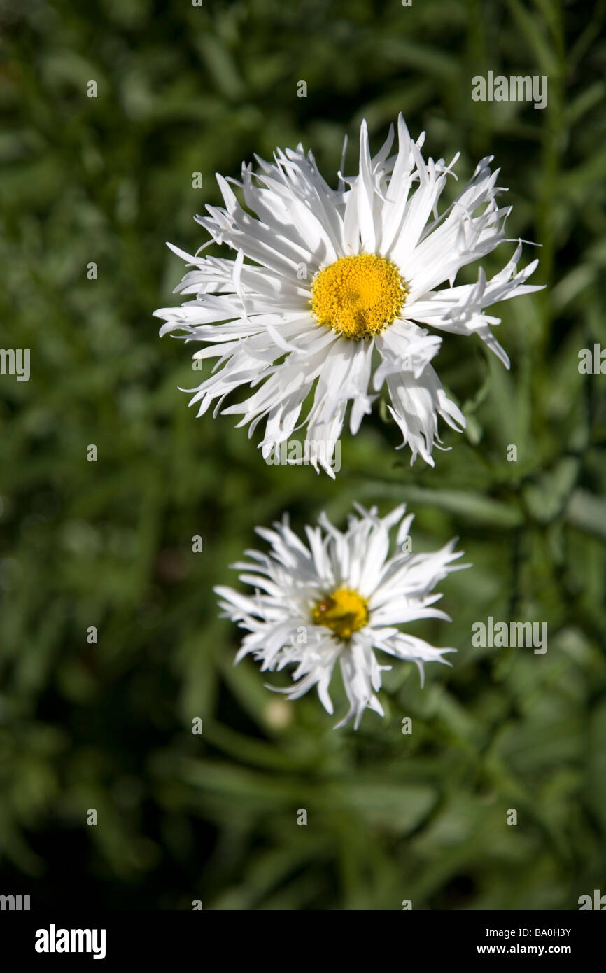 Yellow and white paper daisies Stock Photo - Alamy