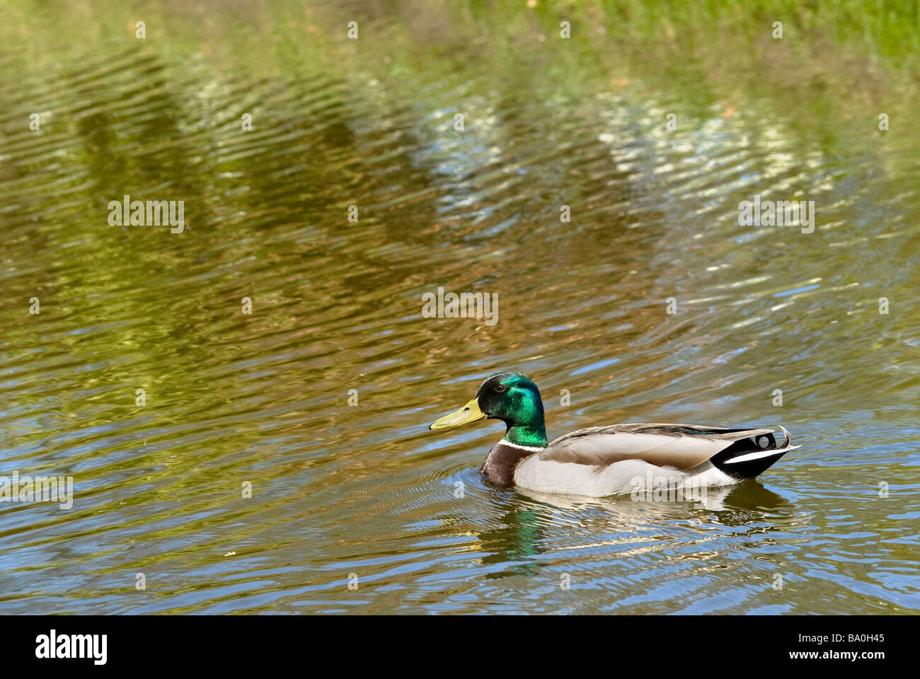 ANAS PLATYRHYNCHOS MALE MALLARD DUCK Stock Photo - Alamy