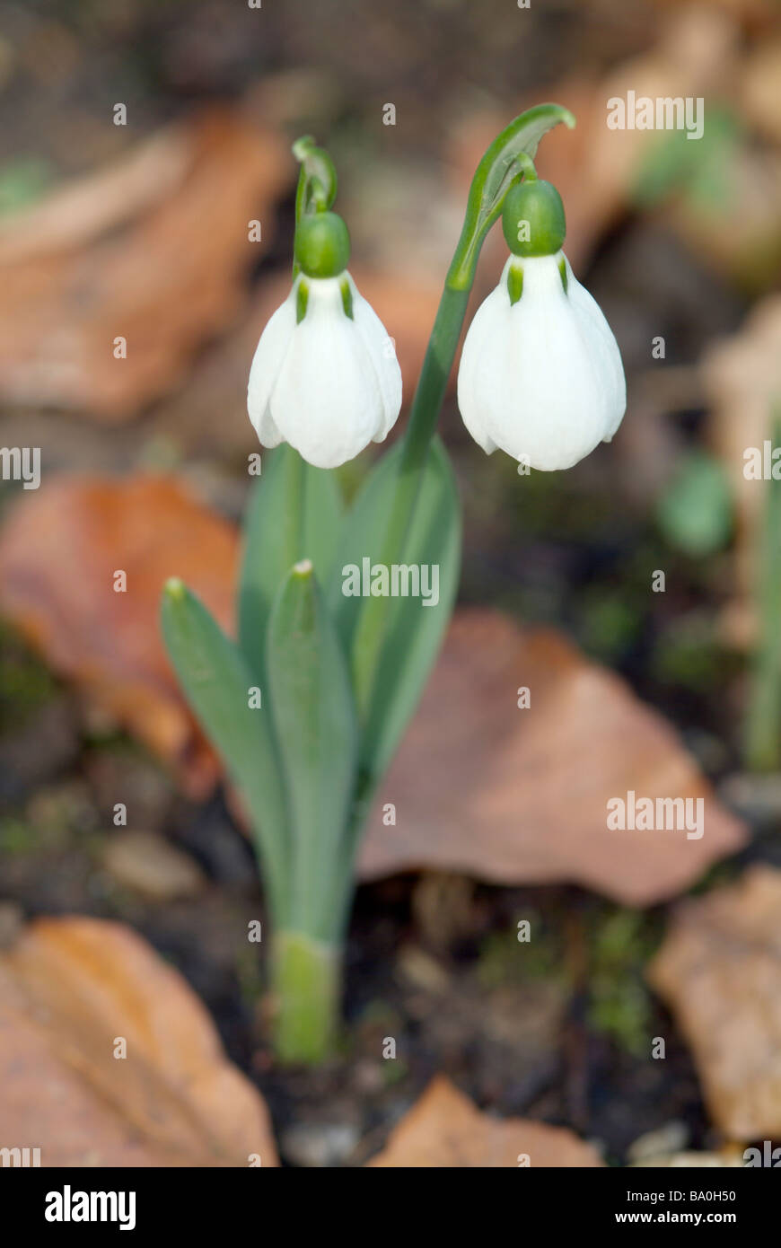 Snowdrop with green markings hi-res stock photography and images - Alamy