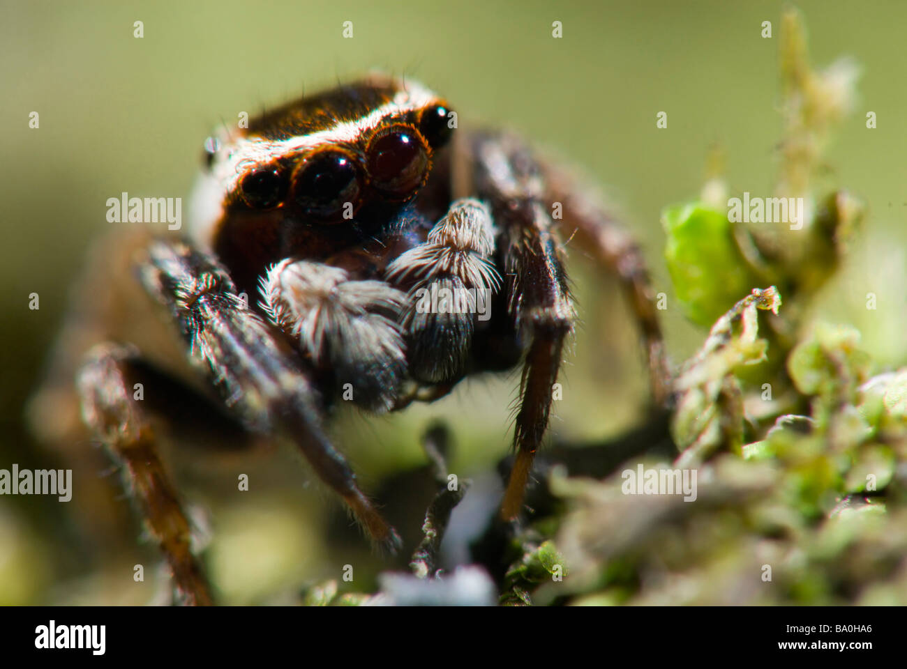Jumping spider Salticidae species in green moss woody Cape Nature ...
