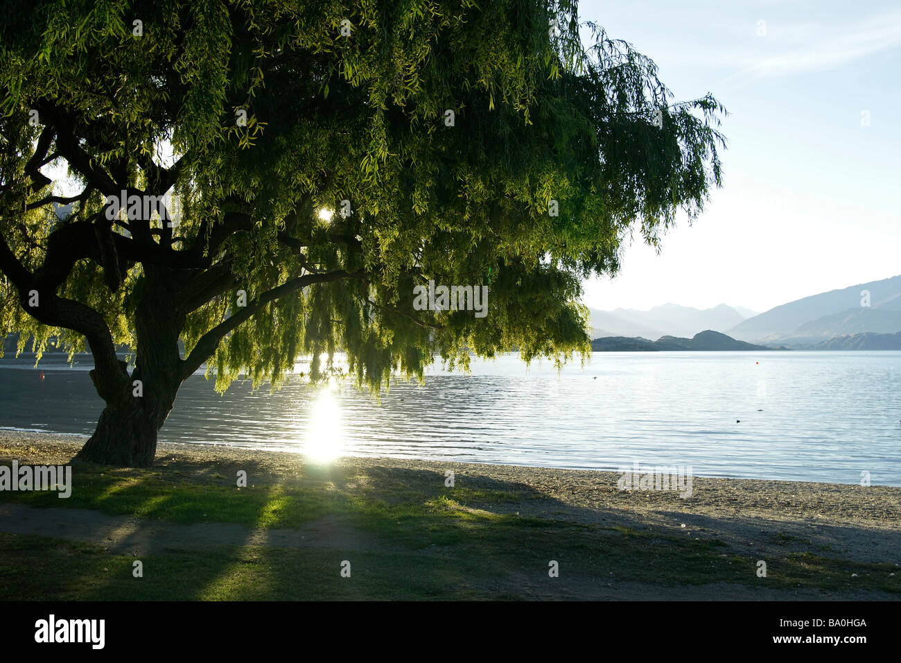 Sunlit Willow Tree Stock Photo - Alamy
