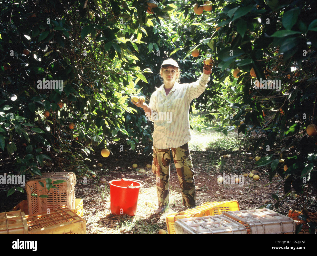 ORANGE PICKING IN CYPRUS Stock Photo - Alamy