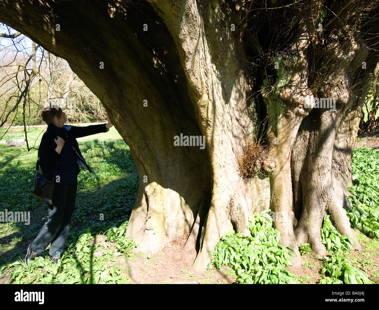 Woman beside the trunk of the Great Holker Lime designated one of fifty ...