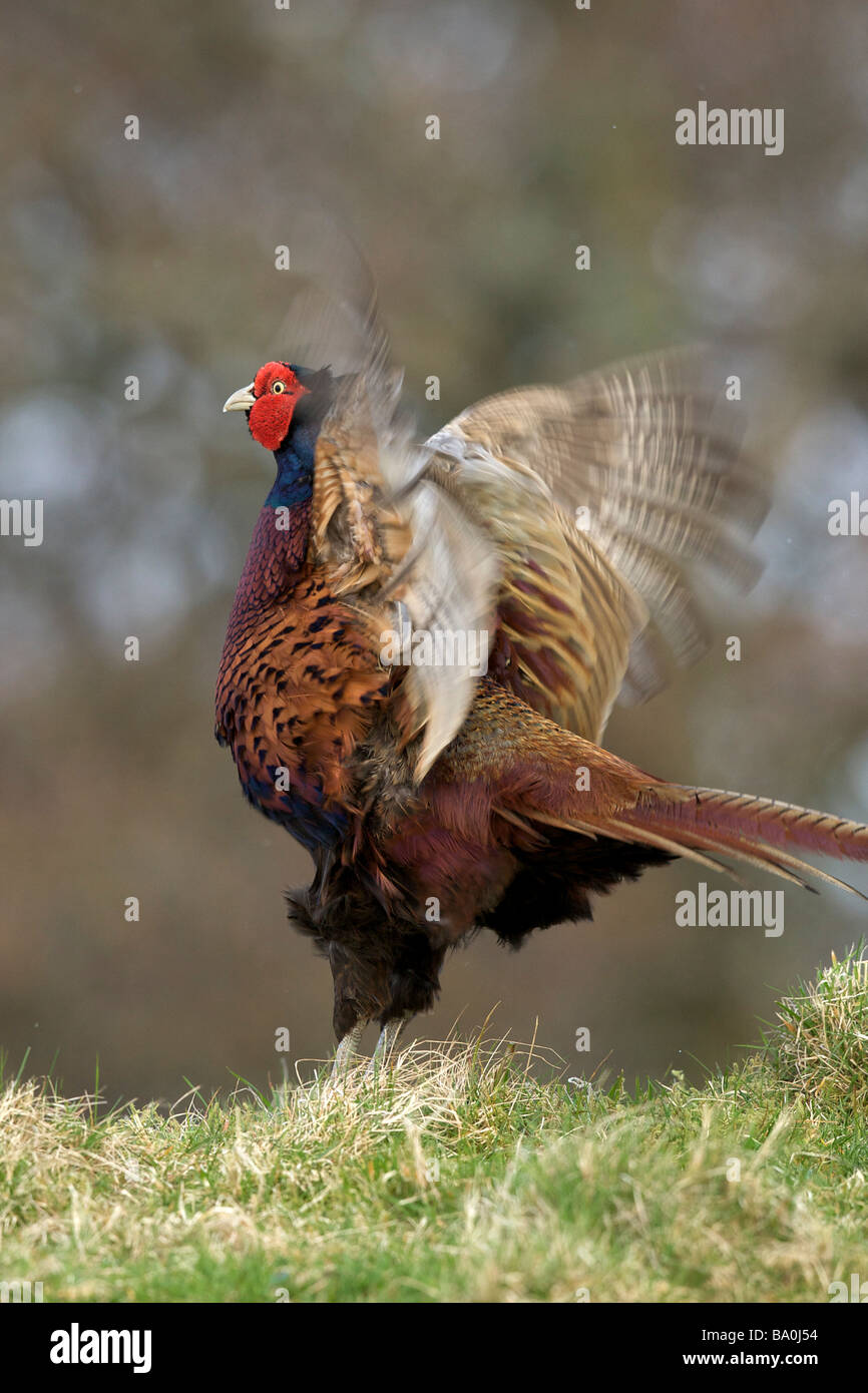 Cock pheasant displaying Stock Photo - Alamy