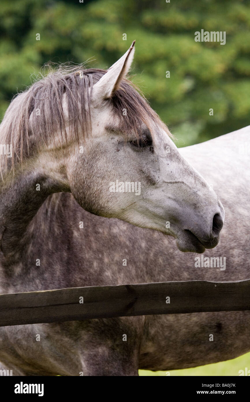 The grey mare hi-res stock photography and images - Alamy