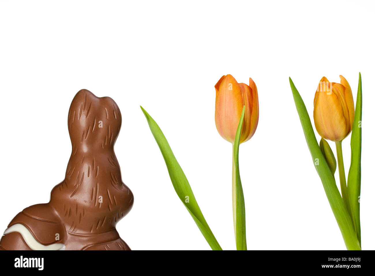 backside of a chocolate easter bunny and tulips isolated on white Stock ...