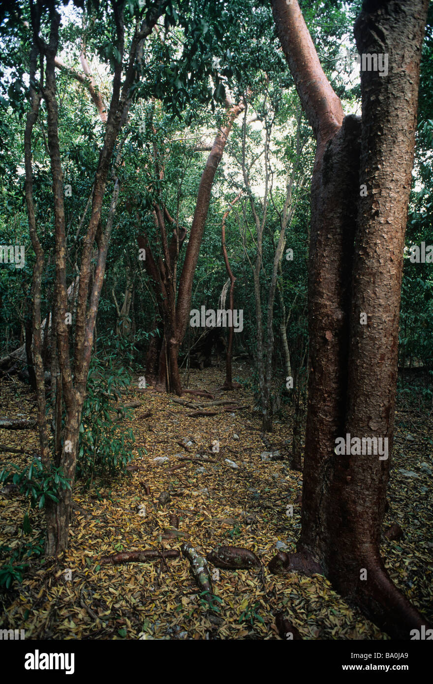 Gumbo limbo tree trees hi-res stock photography and images - Alamy