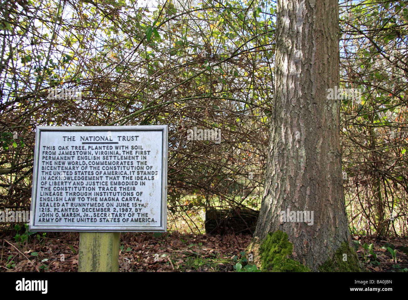 An oak tree in the birthplace of democracy in Runnymede England planted ...