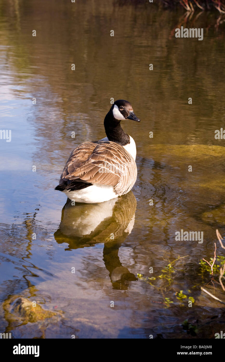 Goose In Water Stock Photos & Goose In Water Stock Images - Alamy
