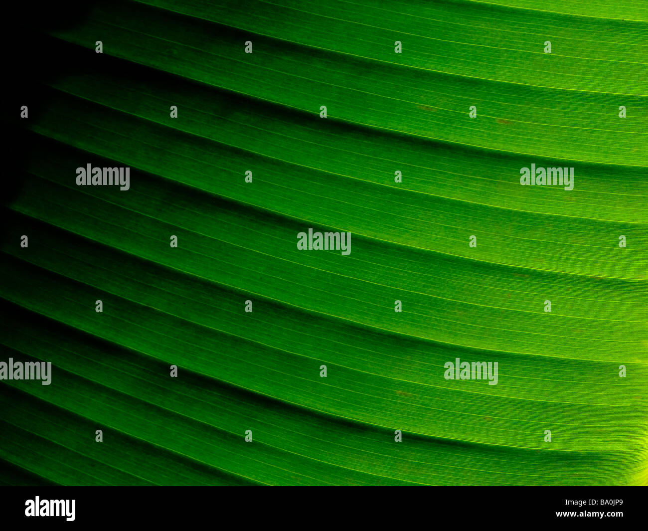 Green banana tree leaf Stock Photo - Alamy