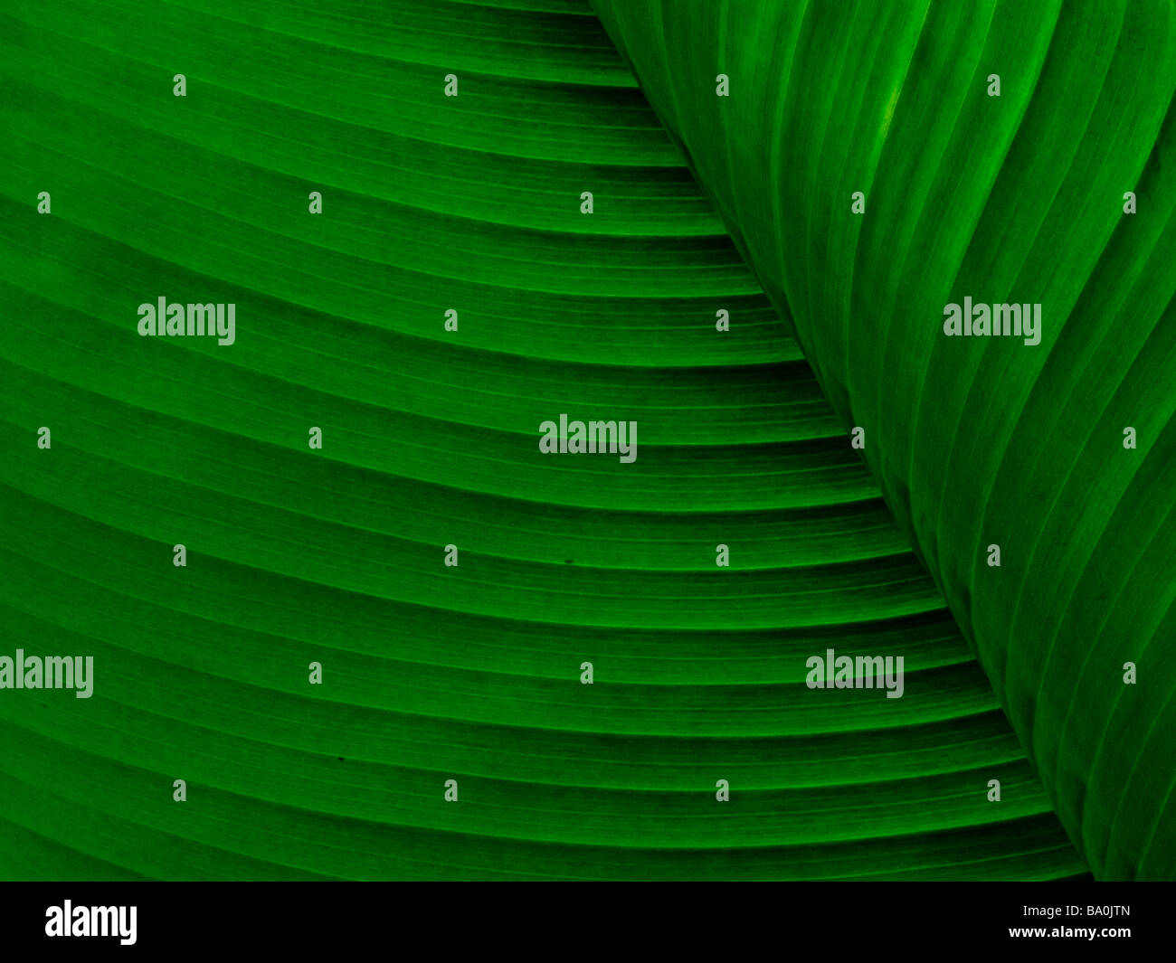 Green banana tree leaves Stock Photo - Alamy